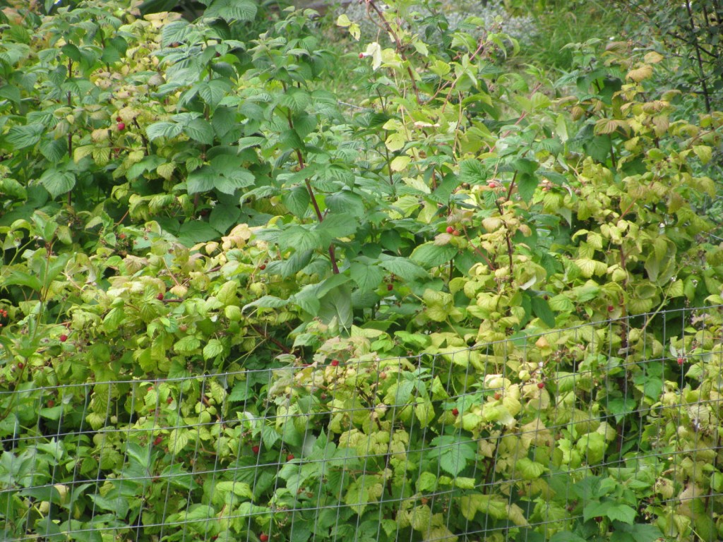 The Raspberry Patch Needs a Good Fall Cleanup - Country Living and ...