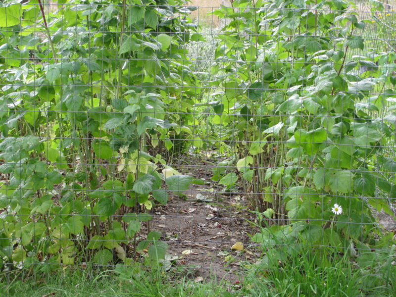 The Raspberry Patch Needs a Good Fall Cleanup - Country Living and ...